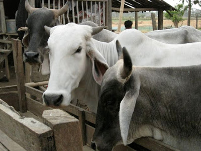 What Do I Know?: It's The Year of the Ox - So What's the Difference ...