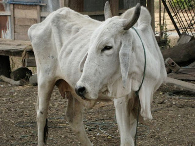 What Do I Know?: It's The Year of the Ox - So What's the Difference ...