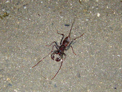 Fauna Photography Formosa: Taiwan Whip Scorpion (Taipei)