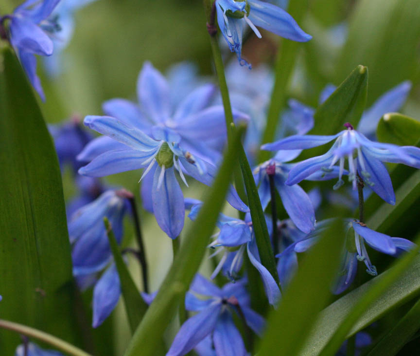 Bloomingwriter: Gardening in Nova Scotia: Those rare blue flowers
