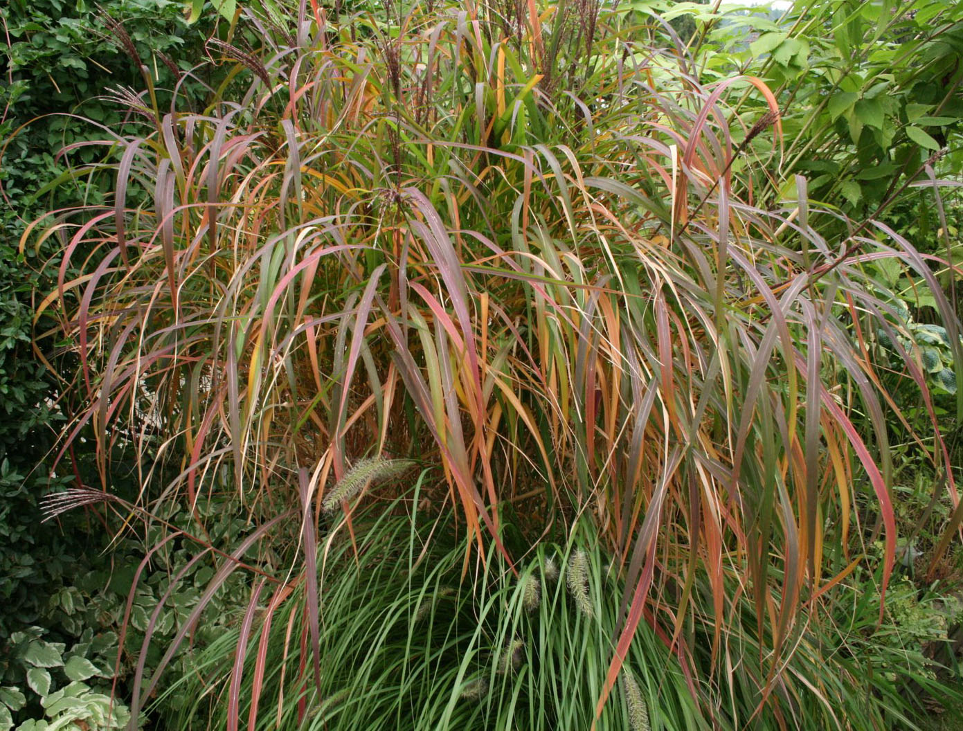 Miscanthus - JungleKey.fr Image