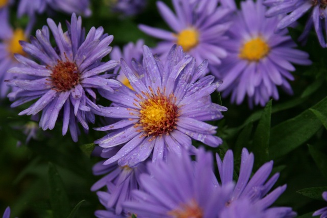 Bloomingwriter: Gardening in Nova Scotia: September 2010