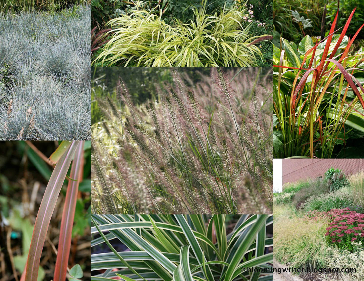 Bloomingwriter: Gardening in Nova Scotia: Why I love grasses for fall ...