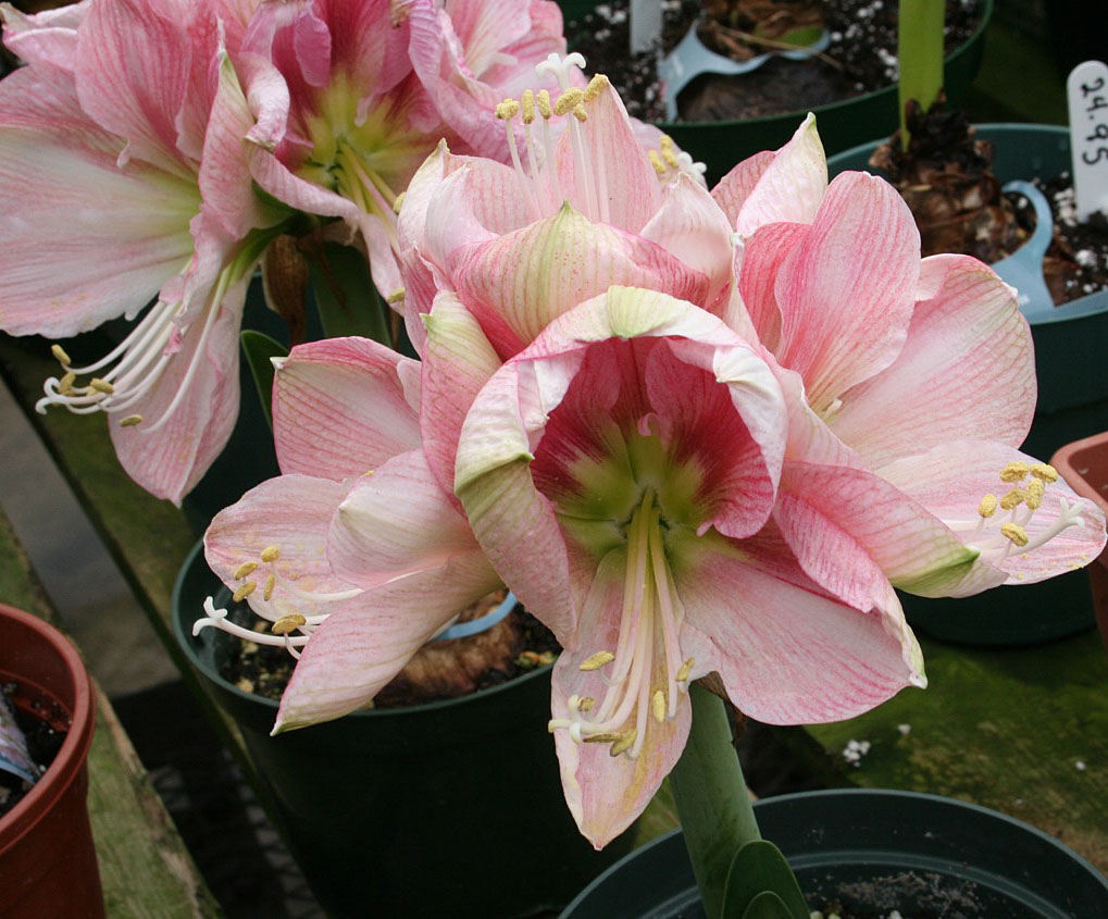 Bloomingwriter: Gardening in Nova Scotia: Everyone loves a garden ...