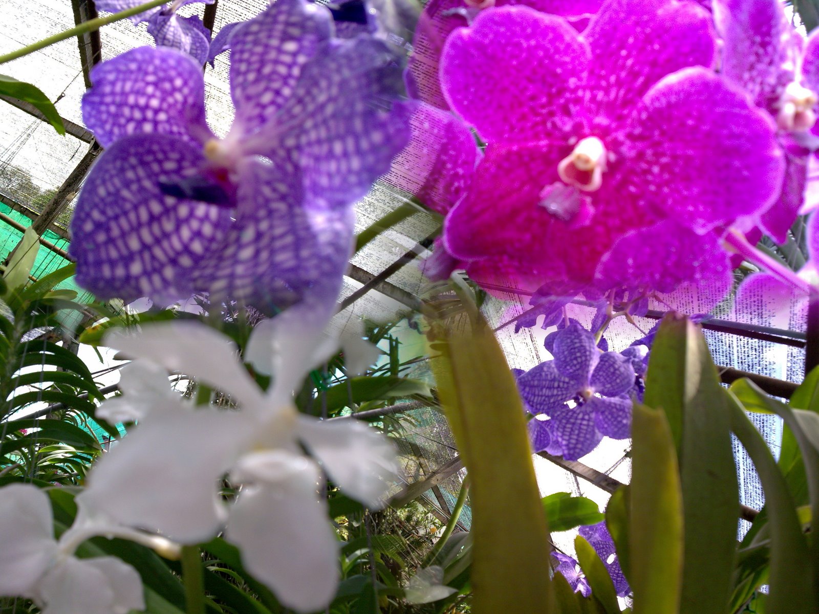 MEMEYmia: Petua Orkid Subur