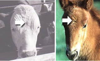 The Cowboy and Horse Insider: Hair Whorls and Temperament