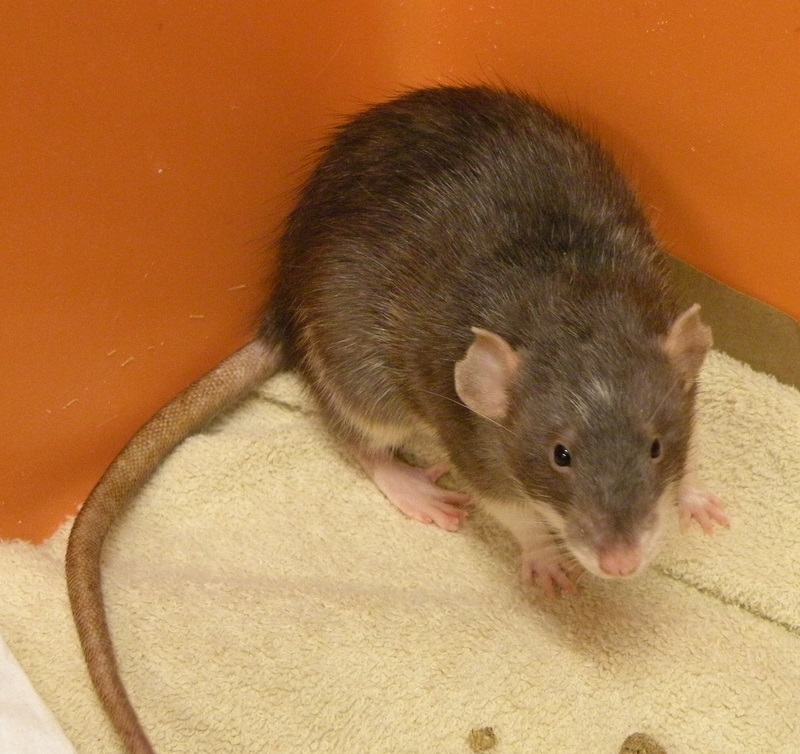 Feathers, Fur & The Occasional Fang: Rabbit & Rat Round-Up