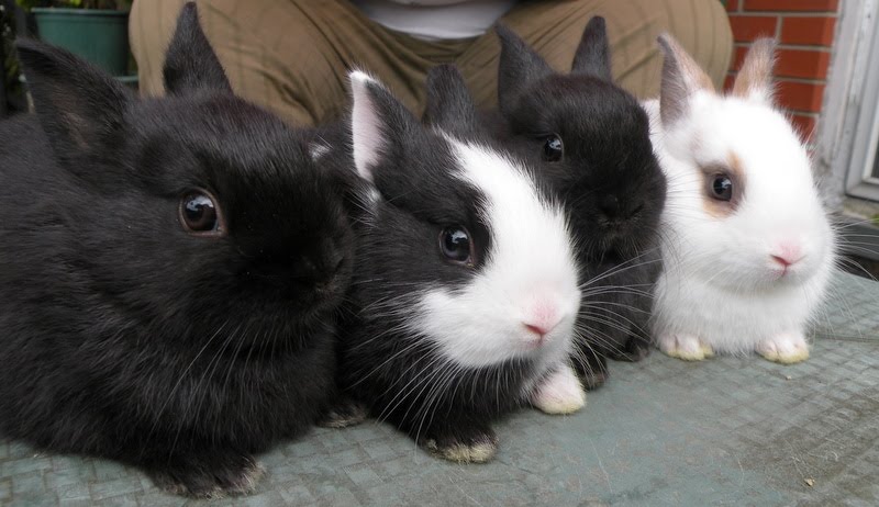 Feathers, Fur & The Occasional Fang: One Month Old!