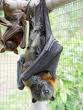Pteropus speciosus (Kalong laut, Philippine Gray Flying Fox)
