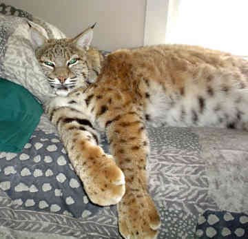 Shoot I dont know: Bobcats really arent that scary...as long as you ...