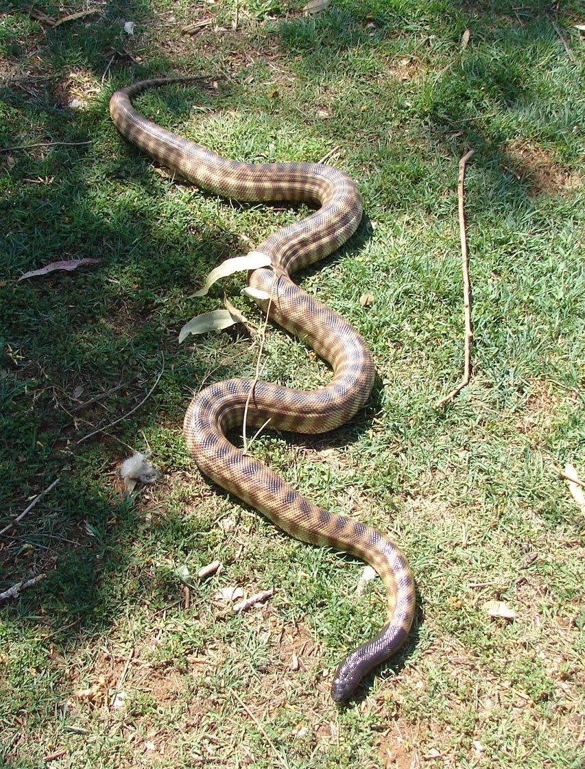 Antmisk Monitors: Black Headed Pythons