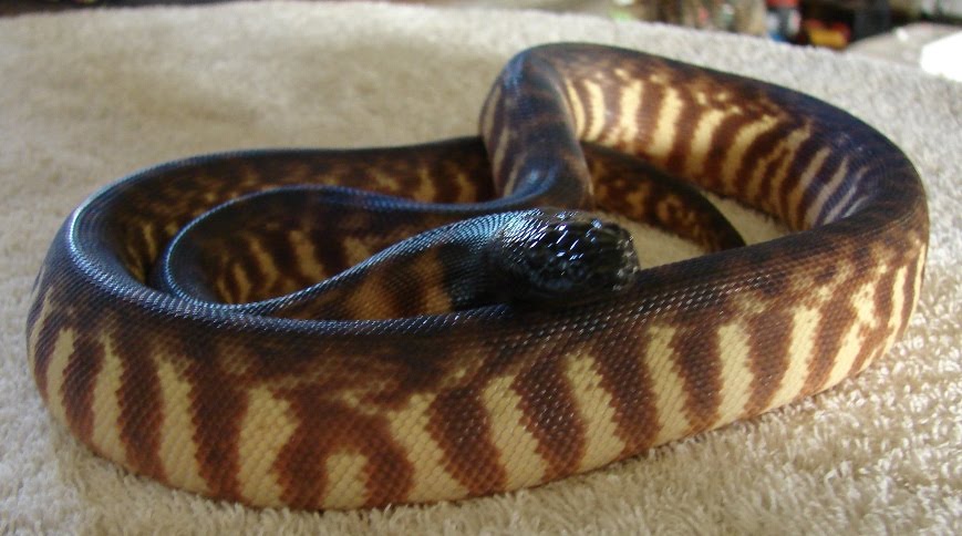 Antmisk Monitors: Black Headed Pythons