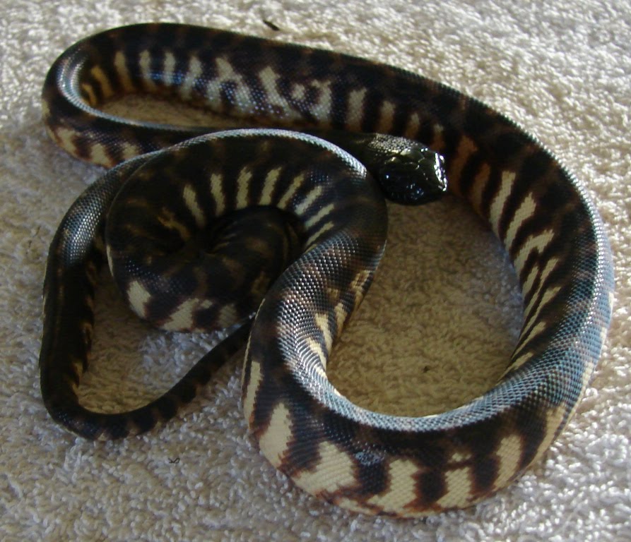 Antmisk Monitors: Black Headed Pythons