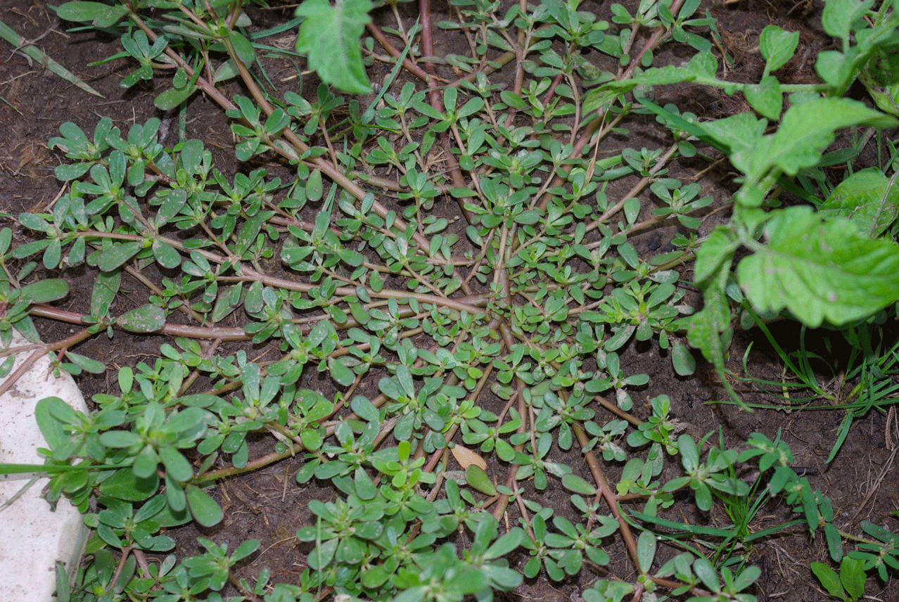 Starting from Scratch: Those annoying weeds....