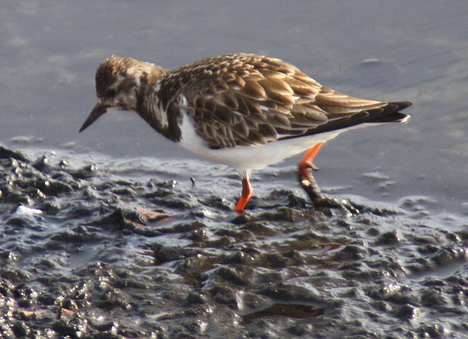 Beth's Blog: Just a Few More Bird Pictures...