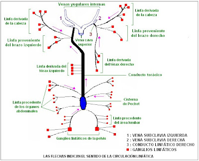Anatomia Recto Y Ano Pdf - iranmediaget
