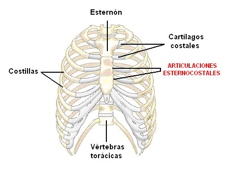 Sindesmología