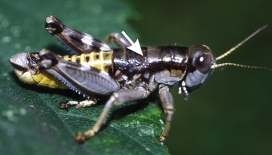 NeuroDojo: Lose the ears, but keep the neurons