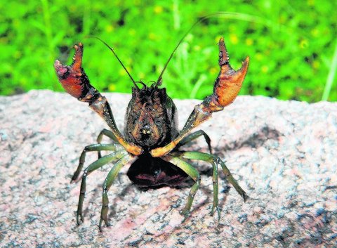 Marmorkrebs: Overflowing Marmorkrebs