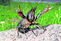 Marmorkrebs: The tip of the iceberg