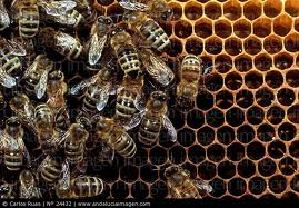 Dulce ignorancia (parte I) – Verdad Presente