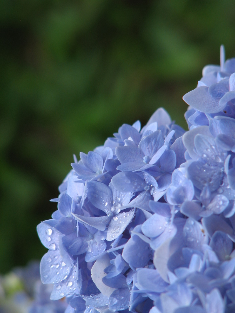 Aeva's Hydrangea: Week 1: Re-potting