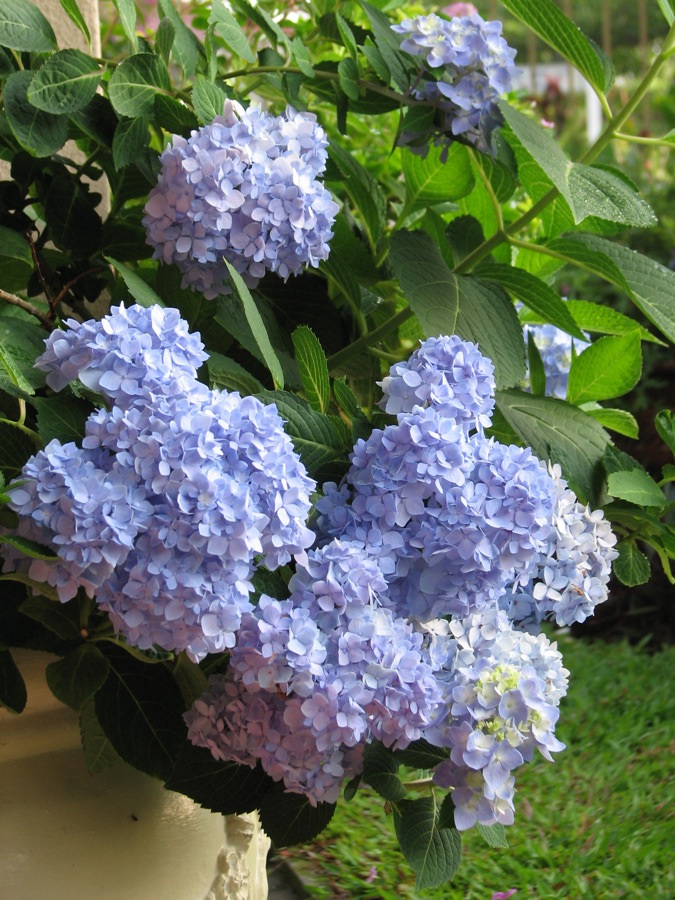 Aeva's Hydrangea: Wish List