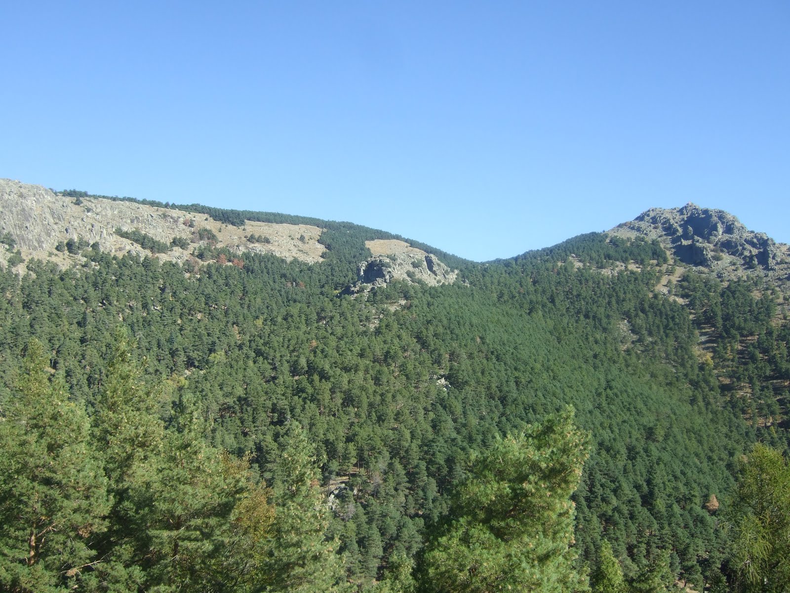 BLOGNATURA: LAS HAYAS DEL MONTE ABANTOS