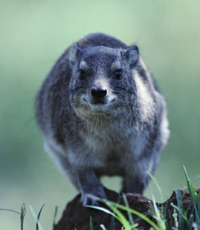 065 Los mamiferos - conocimientos.com.ve: Los mamiferos: Los Damanes