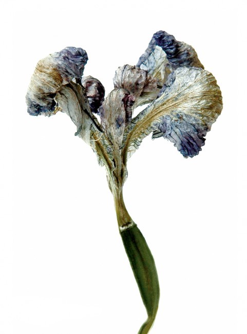 Kate Kelleher: Rachel Lévy