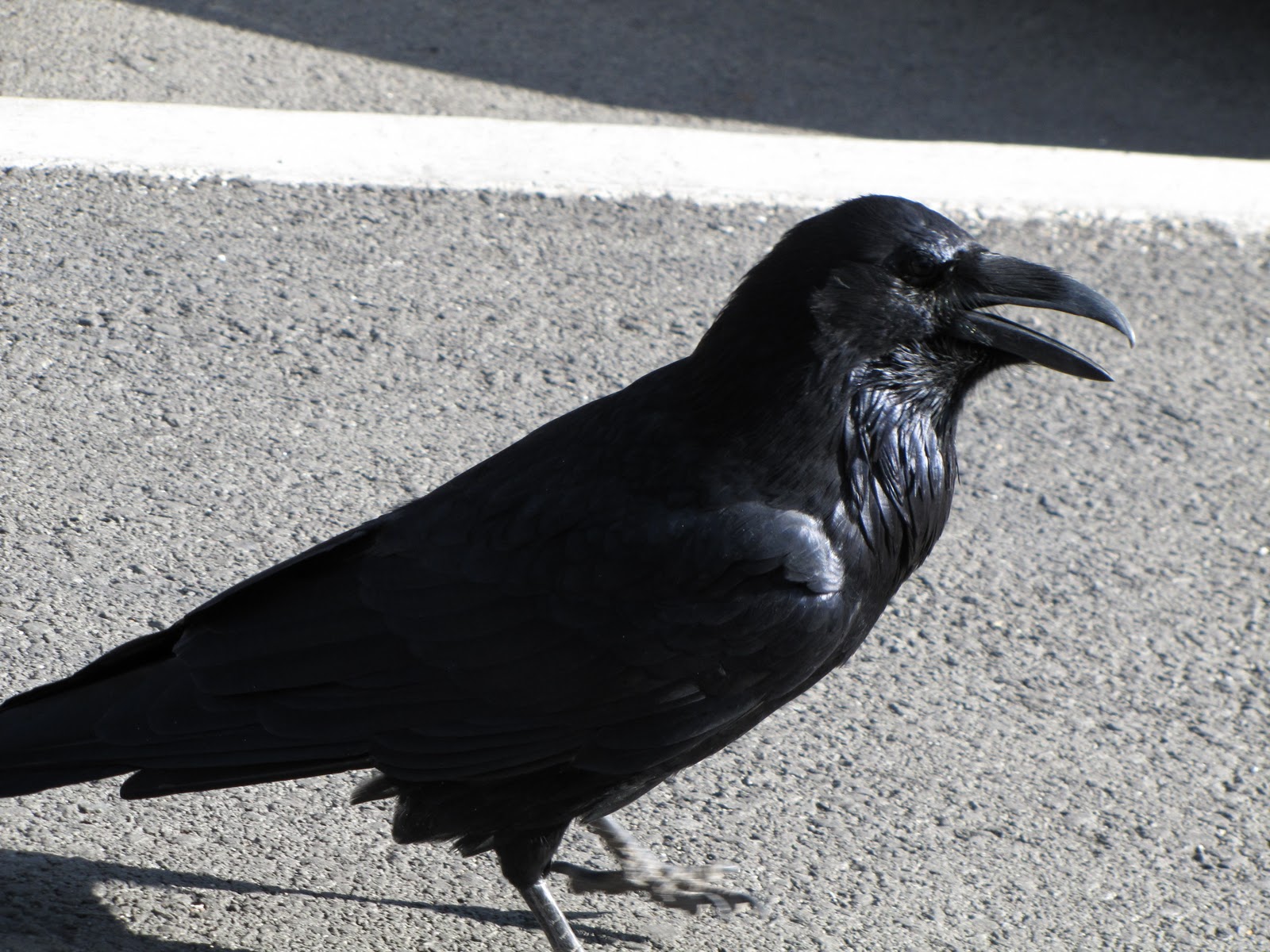 To Behold the Beauty: Yellowstone National Park