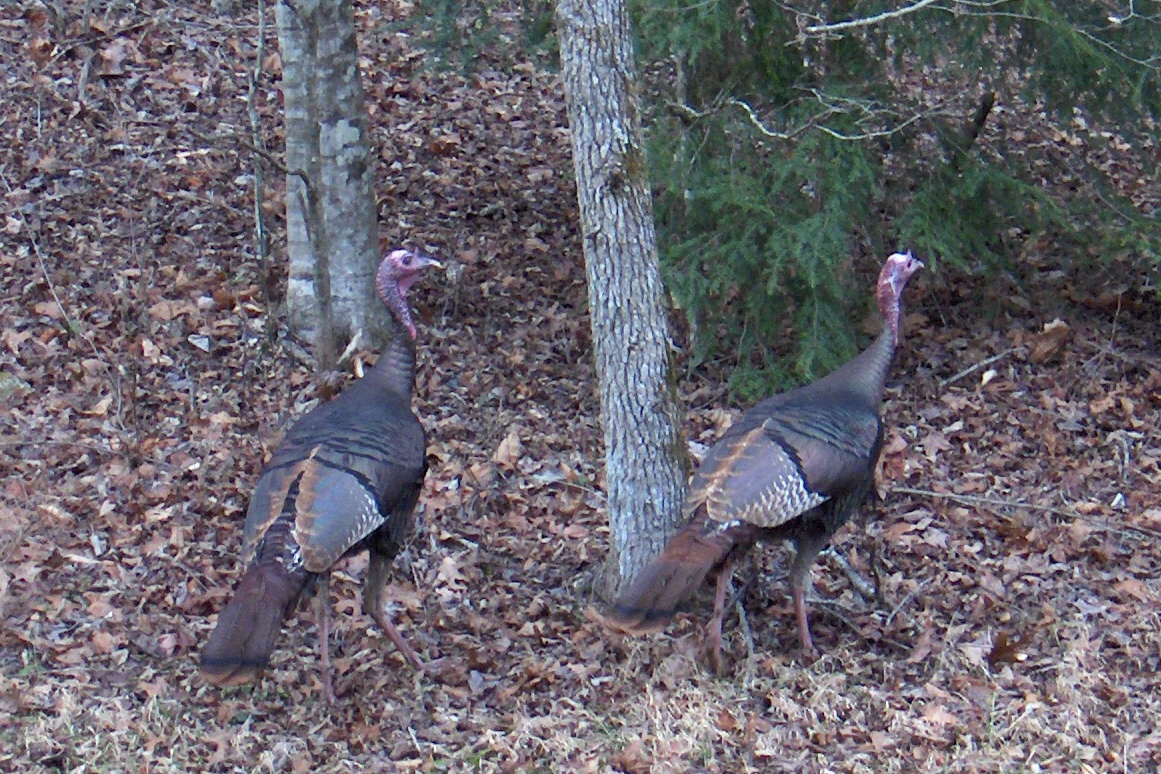 To Behold the Beauty: Looking Back...An Earlier Visit to the Smokies