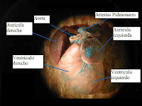 Atlas digital de anatomia para bioterio: Sistema cardiorespiratorio de Rata