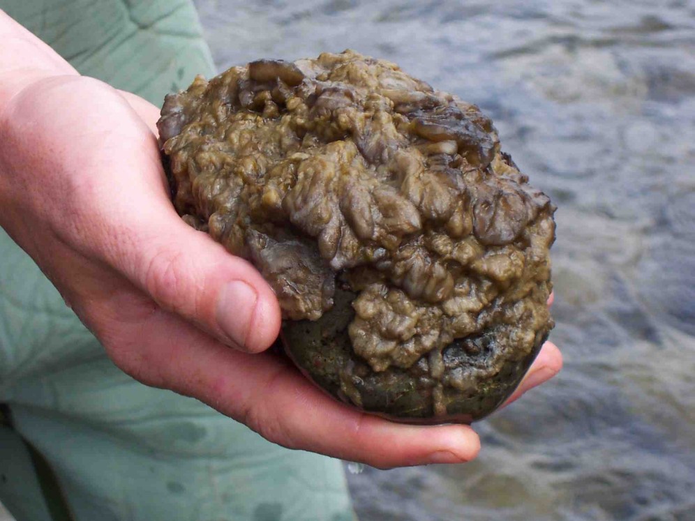 PARQUE NACIONAL LOS ALERCES: CONOCIENDO A DIDYMO
