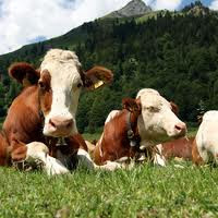 Linkuri agricole: Vaci de rasa