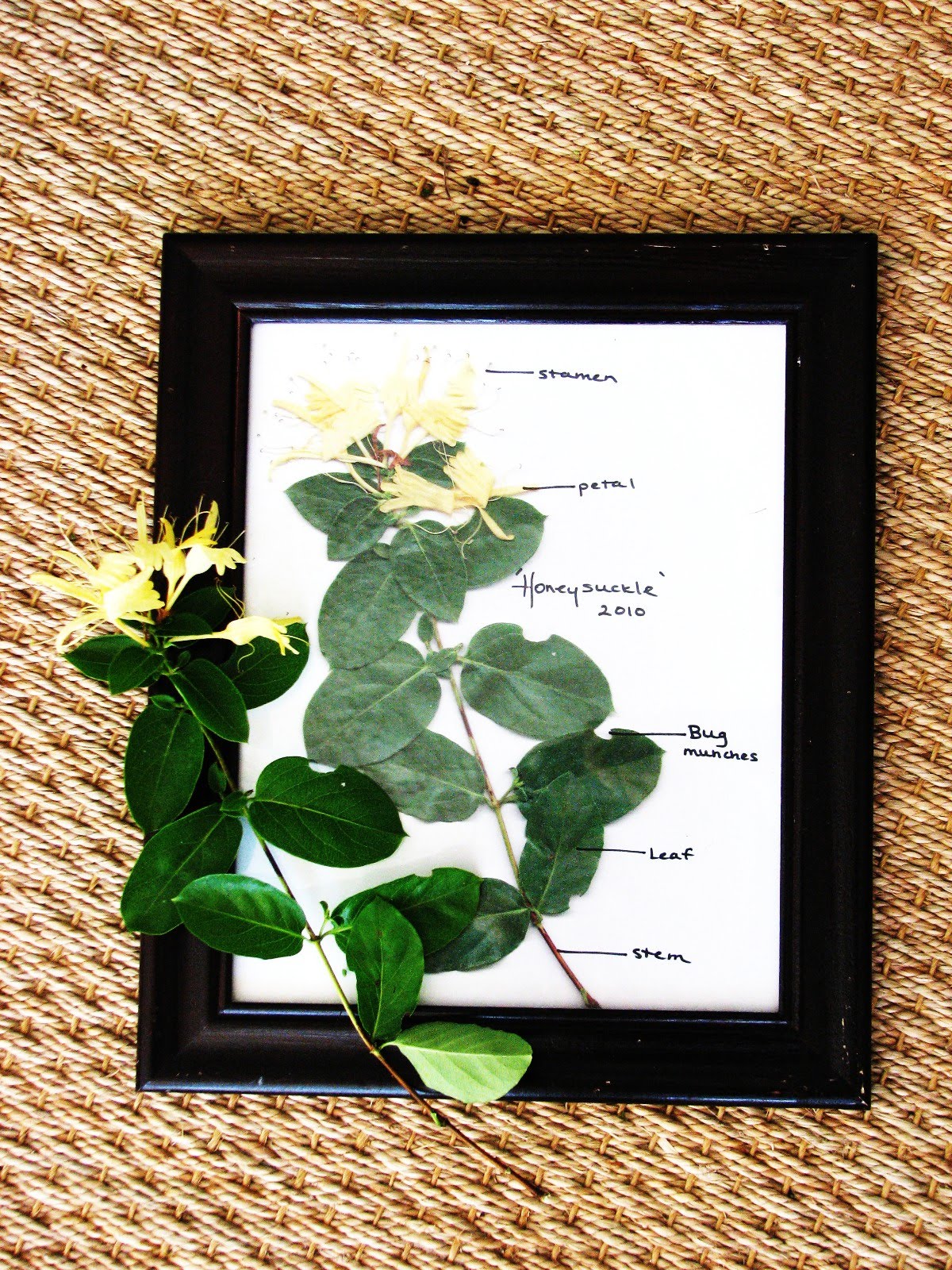 10 Minute DIY Botanicals | Lauren Liess