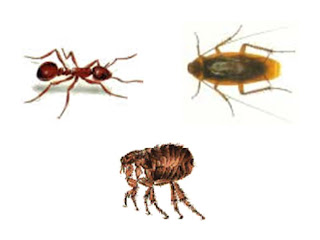 DIVISIÓN CONTROL DE PLAGAS: INSECTOS RASTREROS