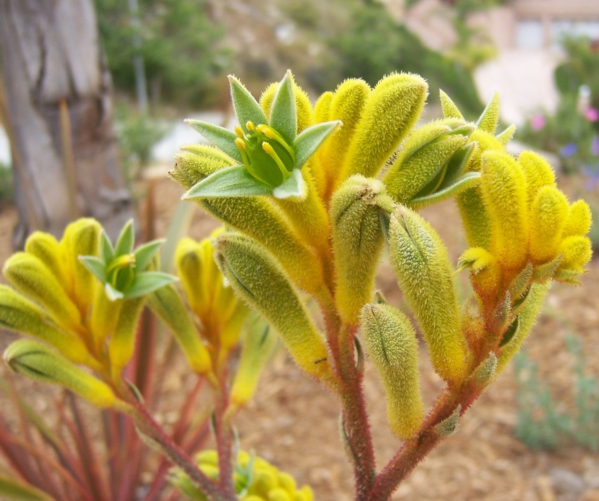 The 2 Minute Gardener: Photo - Kangaroo Paw (Anigozanthos flavidus)