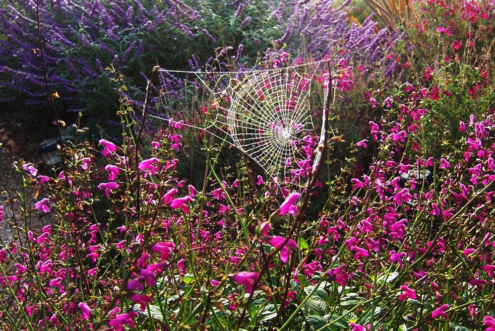 The 2 Minute Gardener: Photo - Chiapas Sage (Salvia chiapensis)