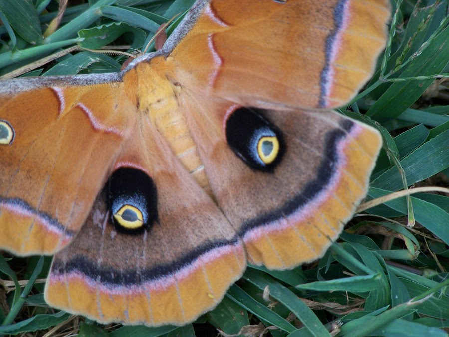 The Quiet Life: Mammoth moth