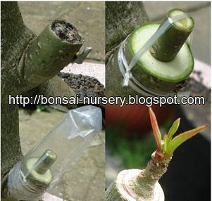 Hobbies Collection: Adenium Grafting Flat Technique