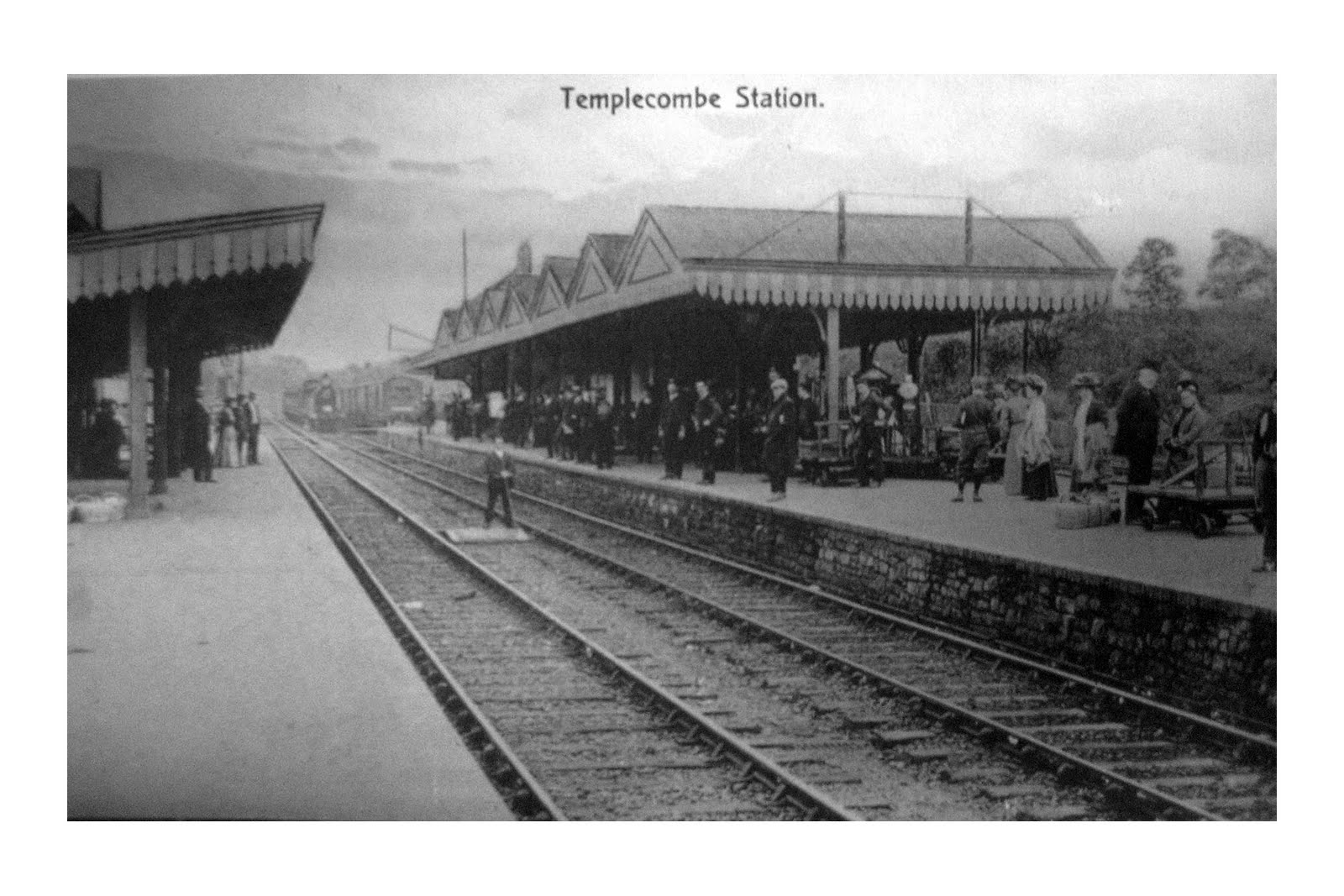 Turnip Rail: The Life of 'Sevenpence,' the Templecombe Station Cat - b ...
