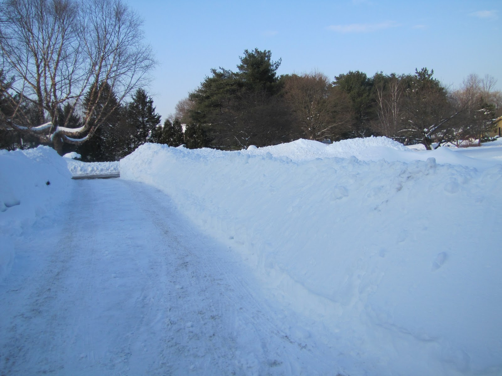 Wild Things: Snow, Snow, Snow...