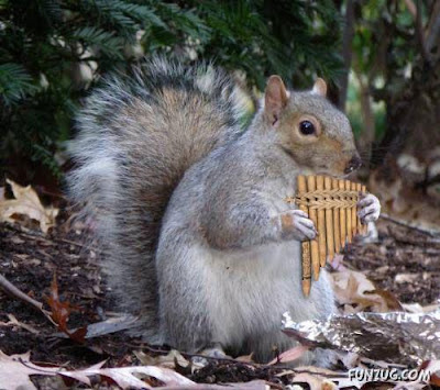 TheRelaxGroups: How Animals Singing ???? Below See