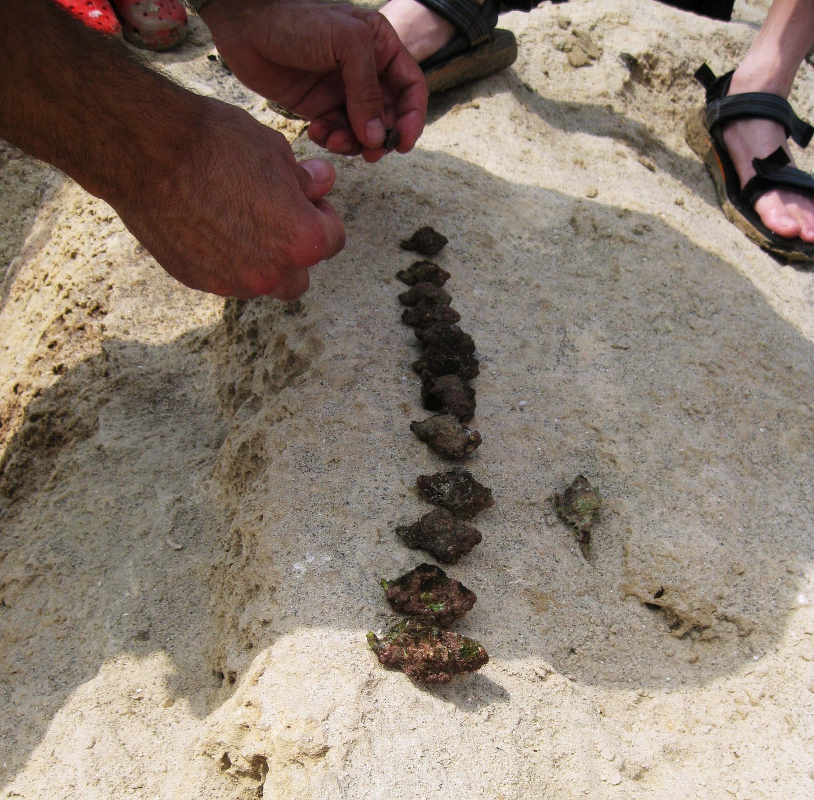 Ki Yachol Nuchal!: "It must be similar to the color of the sea..."