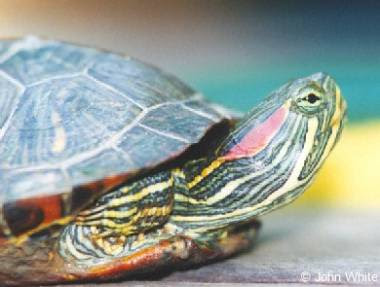 REPTEIS: TRACHEMYS SCRIPTA ELEGANS (EXÓTICA)
