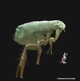 Microscopie & Gribouillis: Puce du chat