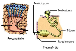 Biologia animal: 2010