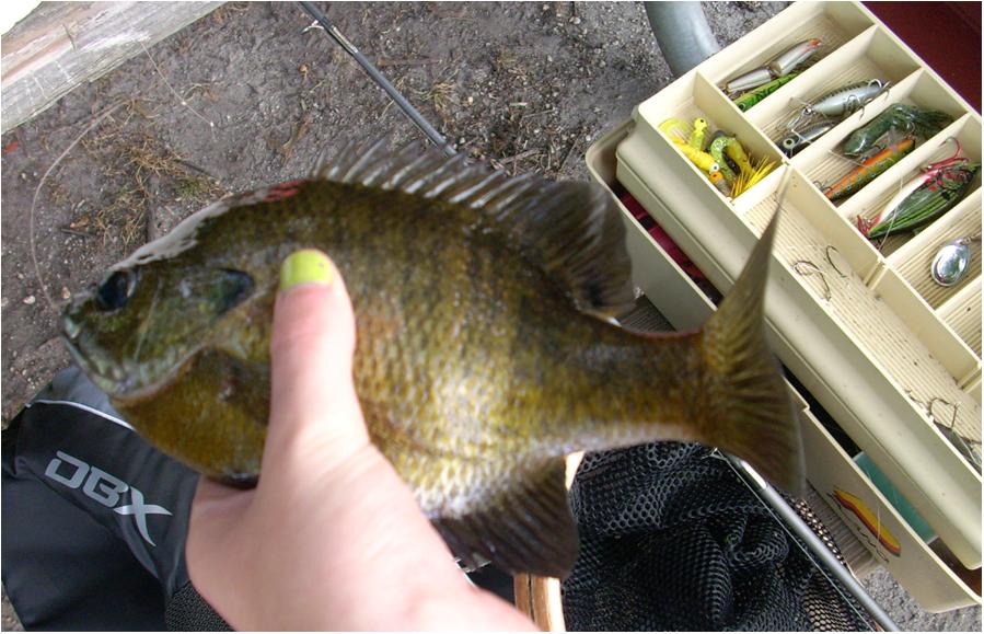 Harrah's SAE Project: Turkey Swamp Park Fishing Trip 2