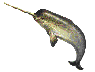 narwhals: narwhal pic